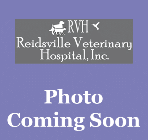 Veterinarian In Reidsville, NC 27320 | Reidsville Veterinary Hospital